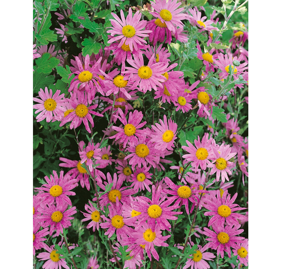 Dendranthema rubellum (Chrysanthemum) ´Clara Curtis´ , Chryzantéma ...