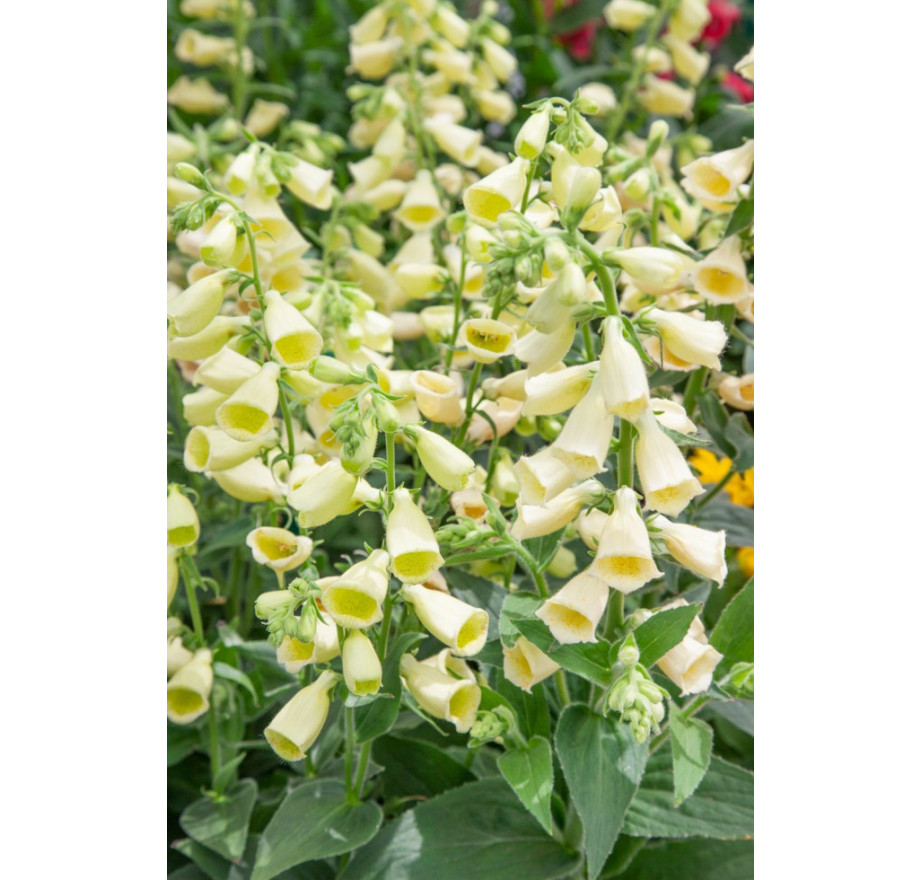 Digitalis grandiflora 'Dwarf Carillion' , Náprstník velkokvětý, K9