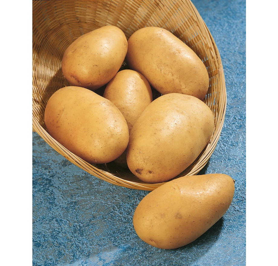 Solanum Tub. ´SUNITA´ , Sadbové brambory žluté, rané, bal. 1 kg, I.