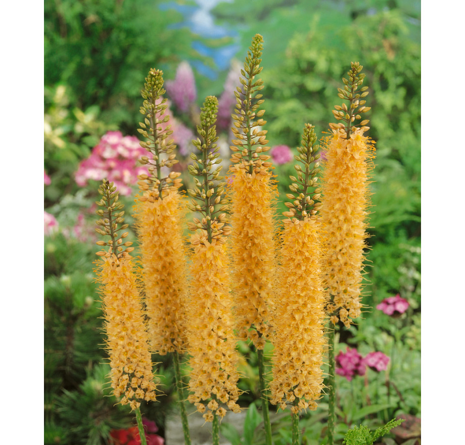 Eremurus ´Cleopatra´ , Liliochvostec oranžový, I.