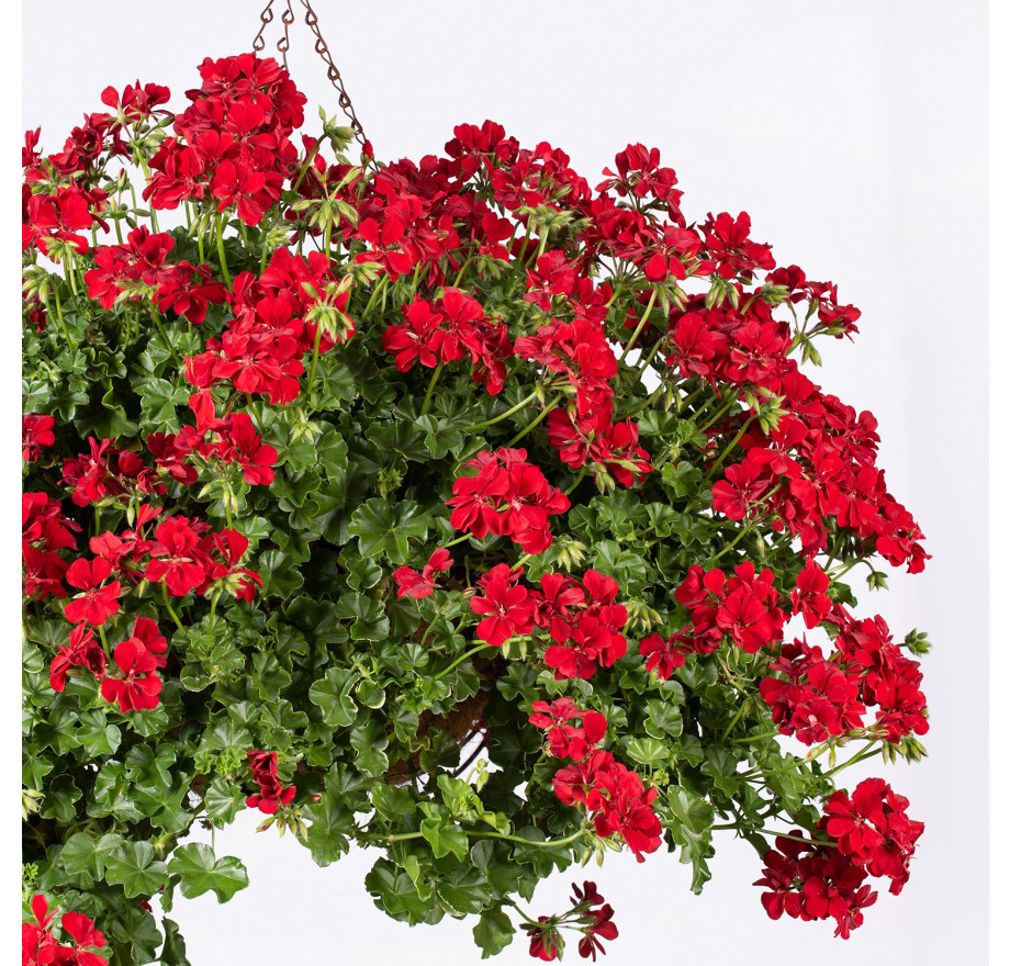 Pelargonium peltatum pac®´Becky´ , Muškát převislý, K7
