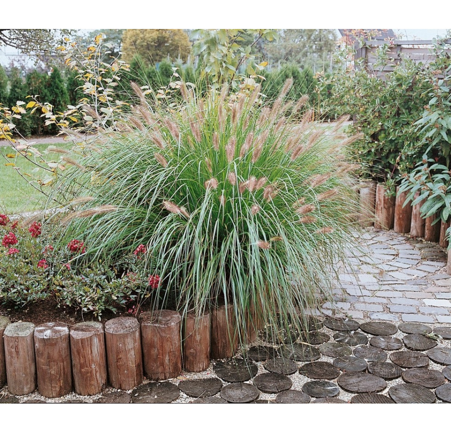 Pennisetum alopecuroides ´Japonicum´ , Dochan psárkovitý, C1