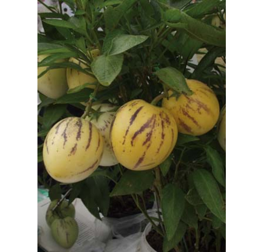 Solanum muricatum , Pepino Gold, 20 cm, K9