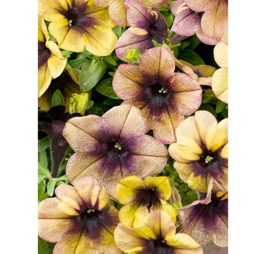 Petunia x atkinsiana ´Ray ™ ´Shadow´ , Petúnie, K7