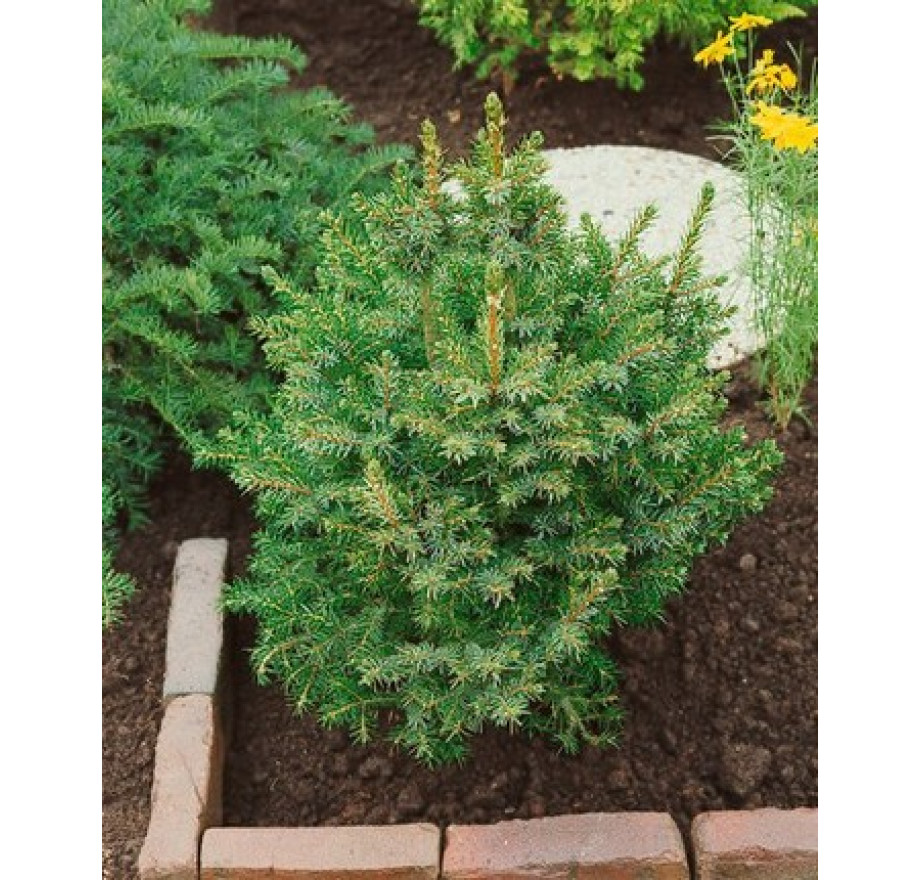 Picea omorika ´Nana´ , Smrk omorika zakrslý, 50-60 cm, C10