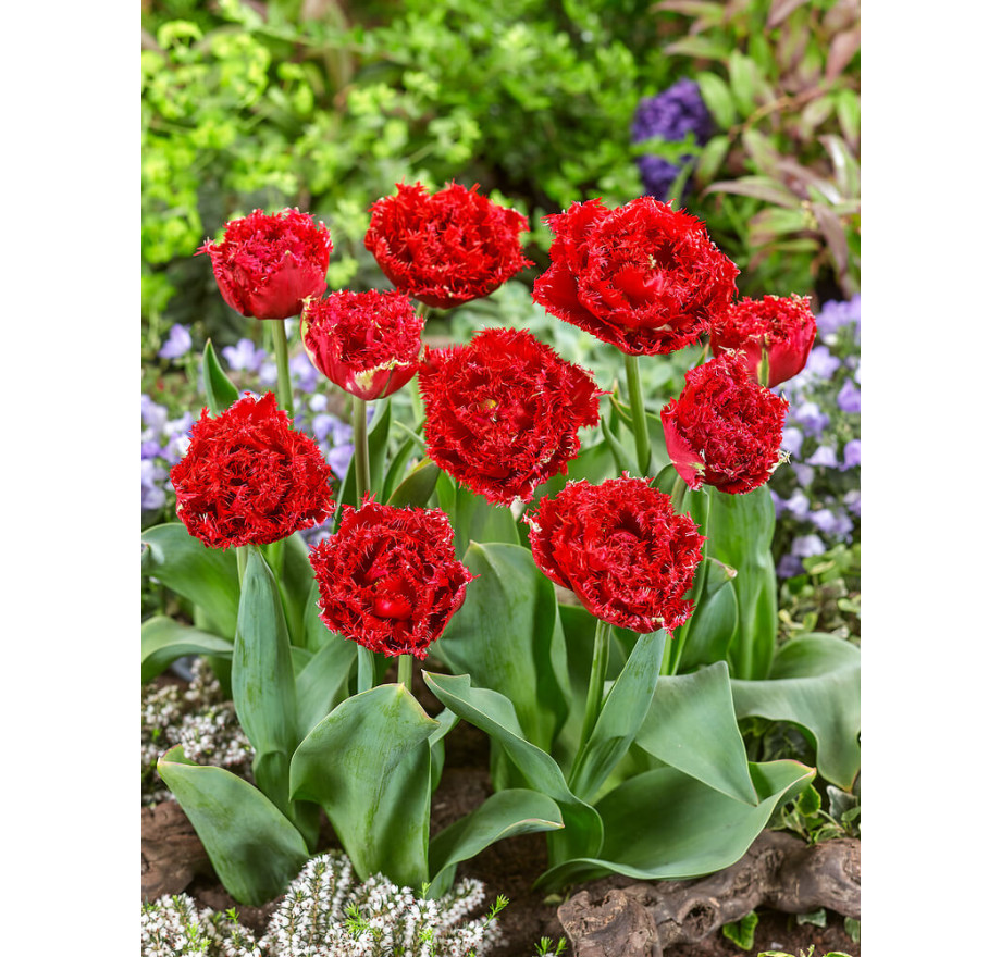 Tulipa ´Qatar´ , Tulipán, bal. 5 ks, 12+