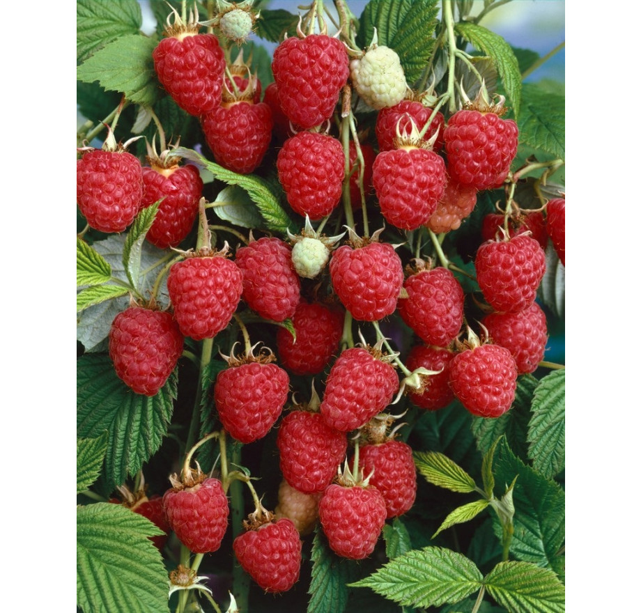 Rubus idaeus ´Autumn Bliss´ , Maliník červený, 60-80 cm, K12