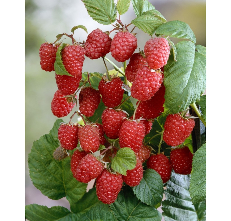 Rubus idaeus ´Autumn First®´ , Maliník červený, 80-100 cm, K11