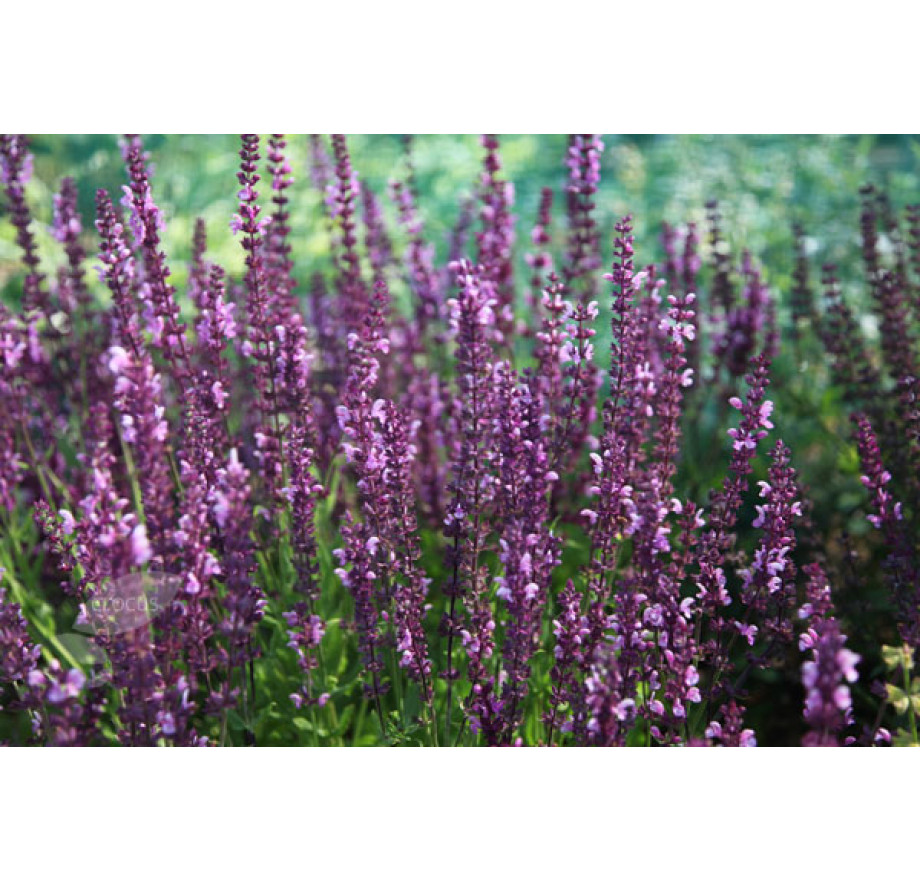 Salvia superba ´Rose Queen´ , Šalvěj nádherná, K9
