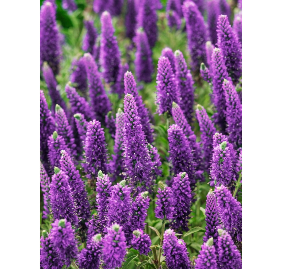 Salvia nemorosa ´®Marcus´ , Šalvěj hajní, K9