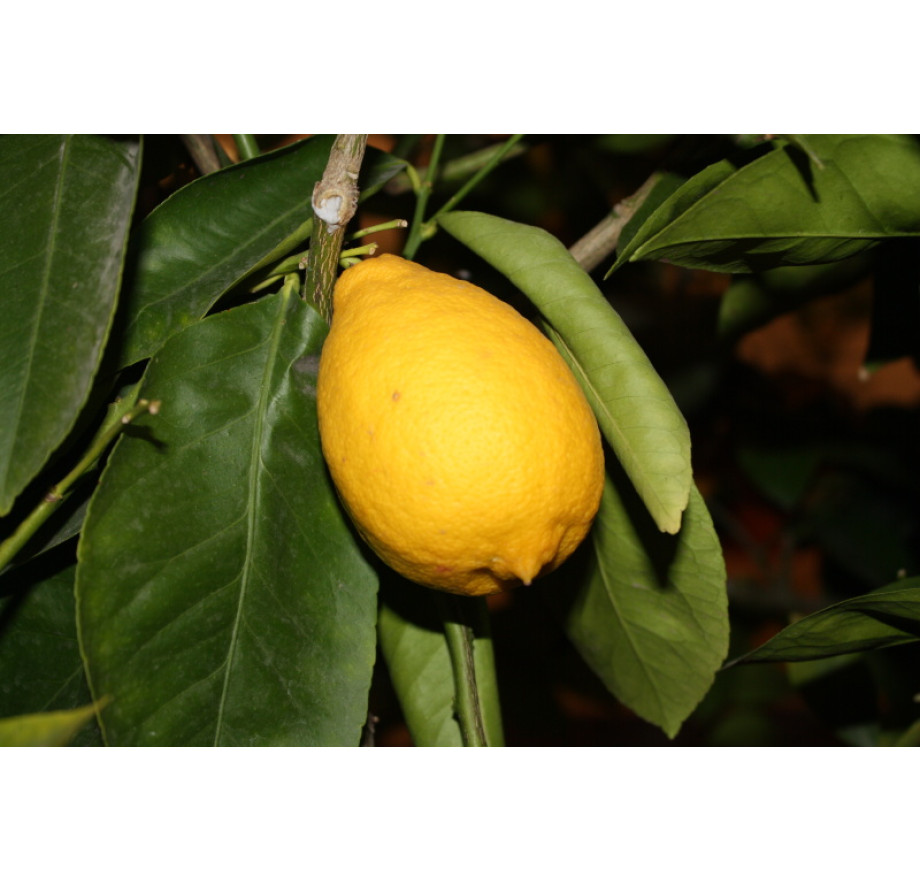 Citrus limon ´Santa Catarina´ , Citroník, 25-40 cm, C2