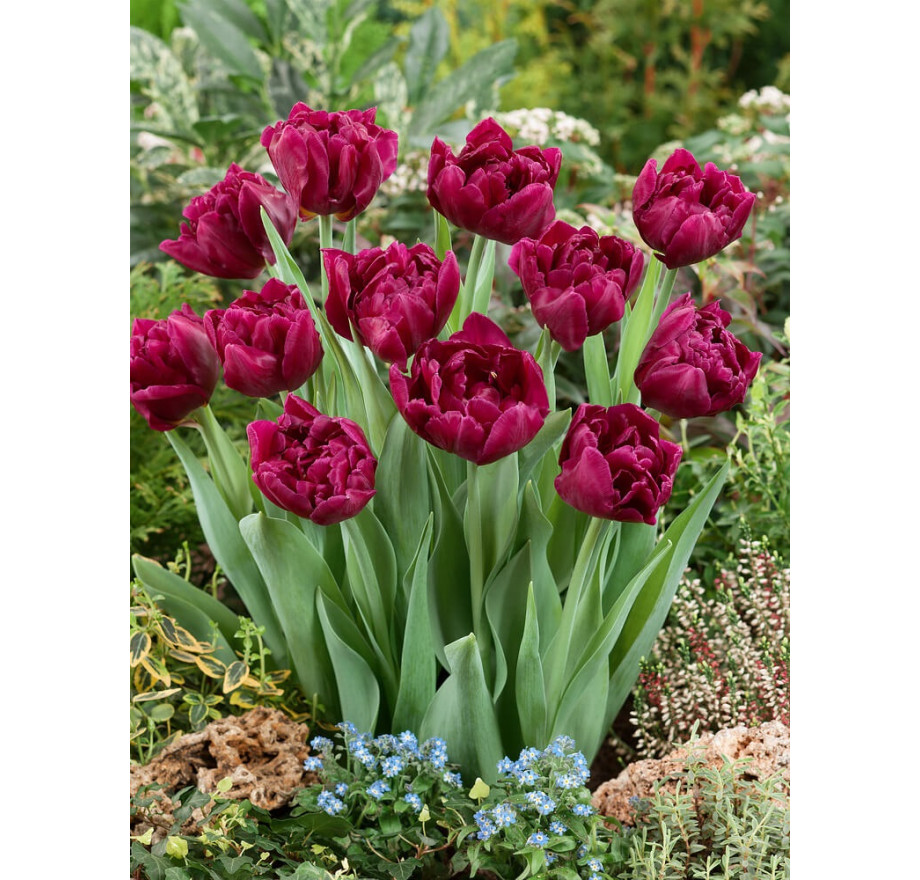 Tulipa ´Showcase´ , Tulipán, bal. 5 ks, 11,12