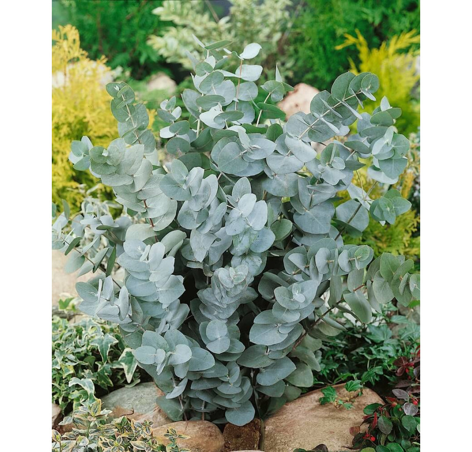 Stilvolle Eukalyptus Silver Dollar Winterhart Bilder