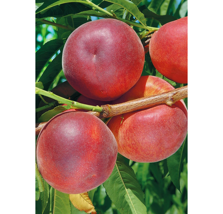 Prunus persica ´Stark Red Gold´, Nektarinka, GF677