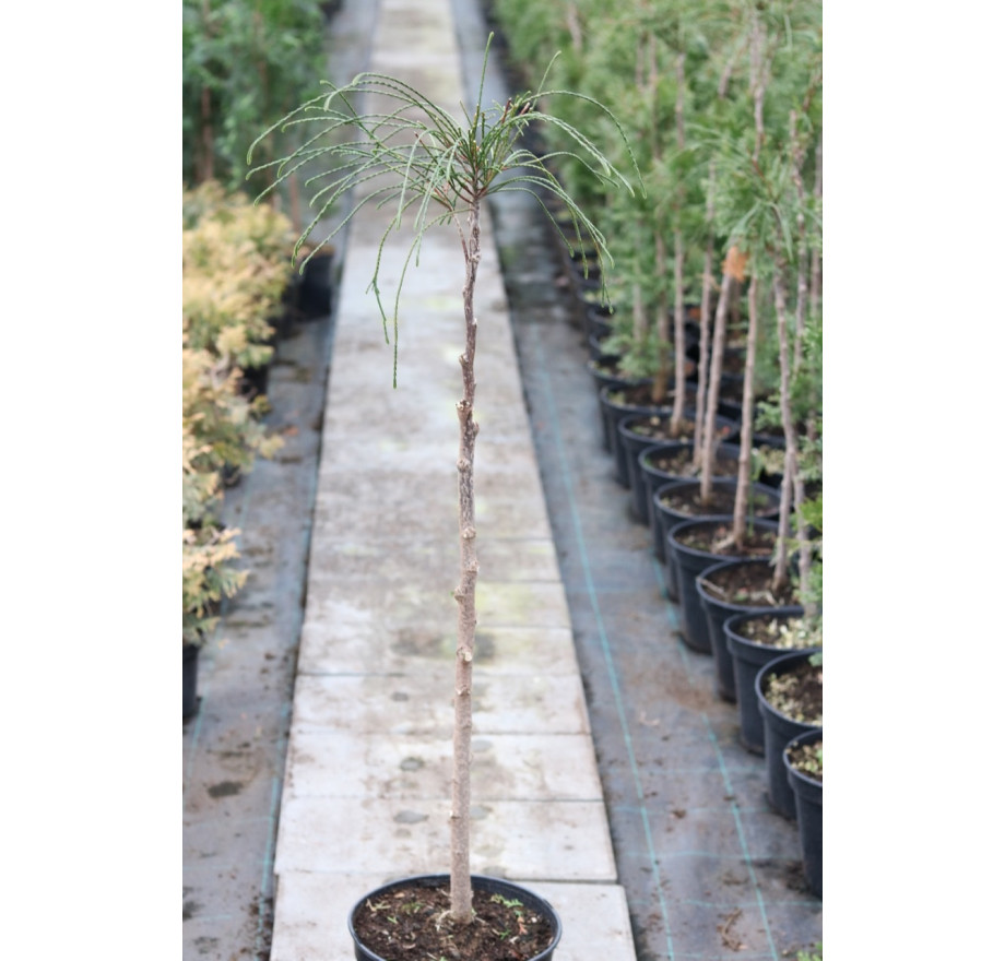 Thuja plicata ´Whipcord´, Zerav řasnatý, km. 80 cm, C7,5