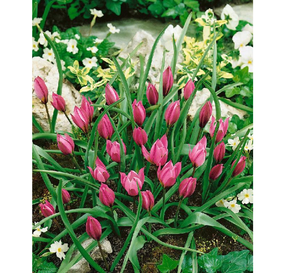 Tulipa ´Pulchella Violacea´ , Tulipán, bal. 5 ks, 6,+