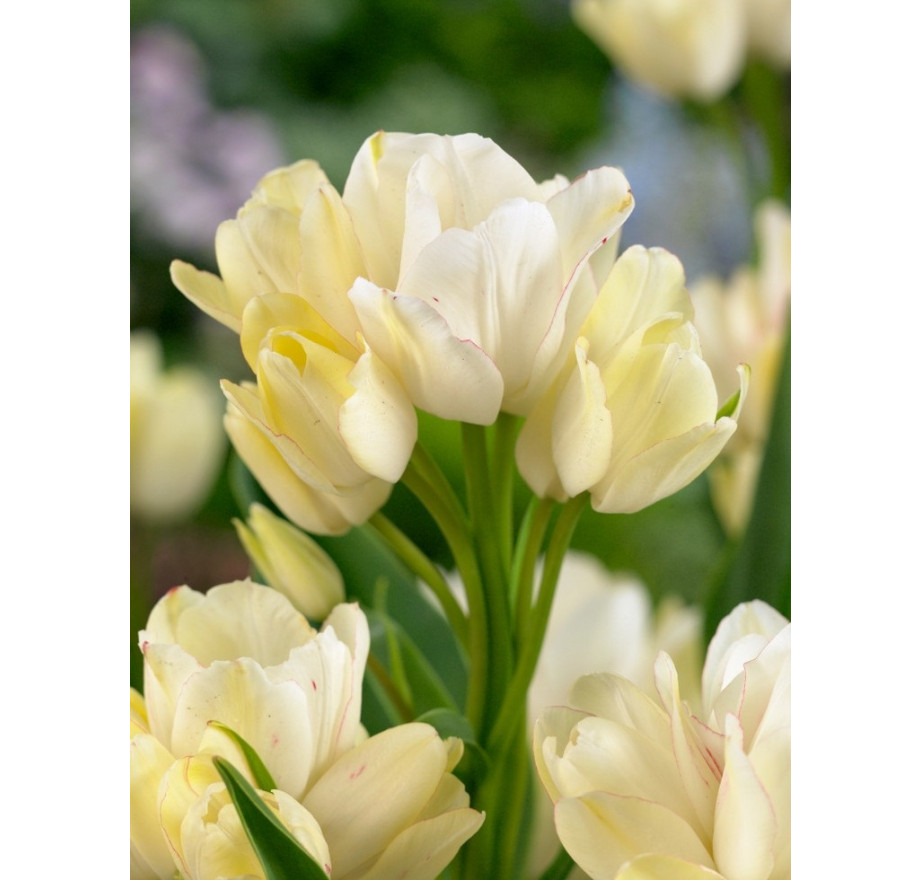 Tulipa ´Candy Club´ , Tulipán, bal. 5 ks, 11,12
