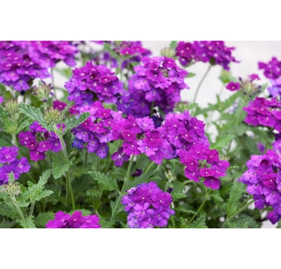 Verbena pac® Vera Deep Blue , Železník, bal. 6 ks, 6xK7