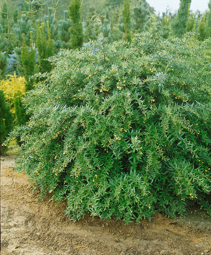 Berberis julianae , Dřišťál Juliin, 15-30 cm, C1,5