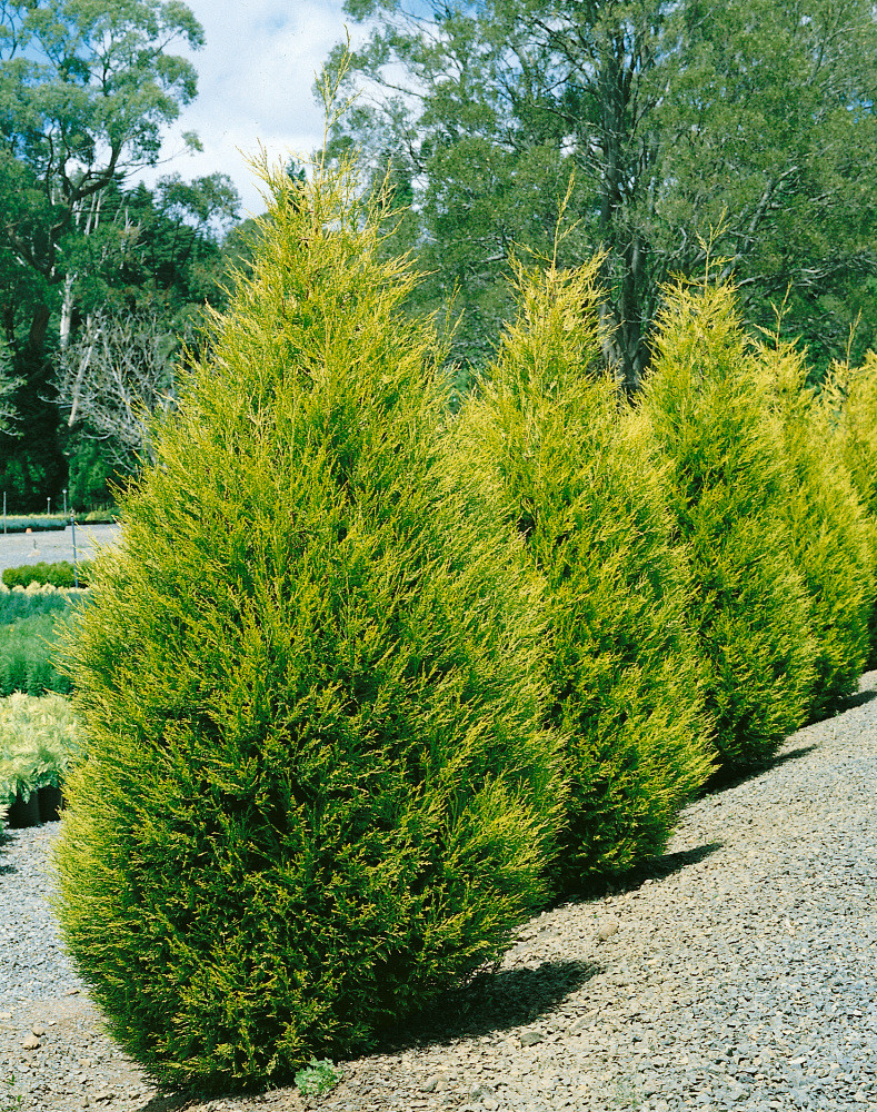 Cupressocyparis leylandii ´Gold Rider´, Cypřišovec Leylandův, 10-20 cm, K9
