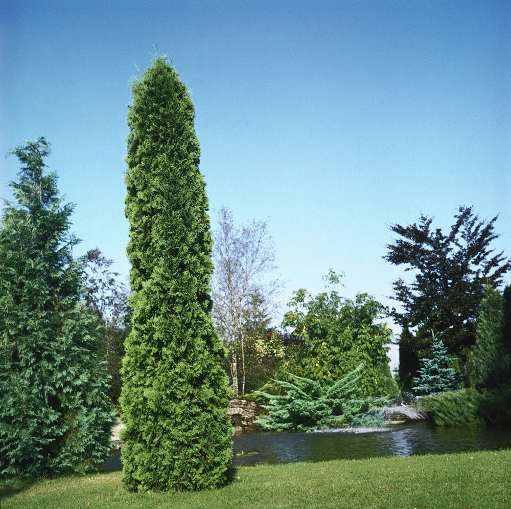 Thuja occidentalis 'Pyramidalis Com.' , Zerav západní (sloupovitá), 20 ...