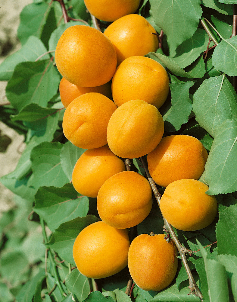 Prunus armeniaca ´Karola´ , Meruňka, Wavit