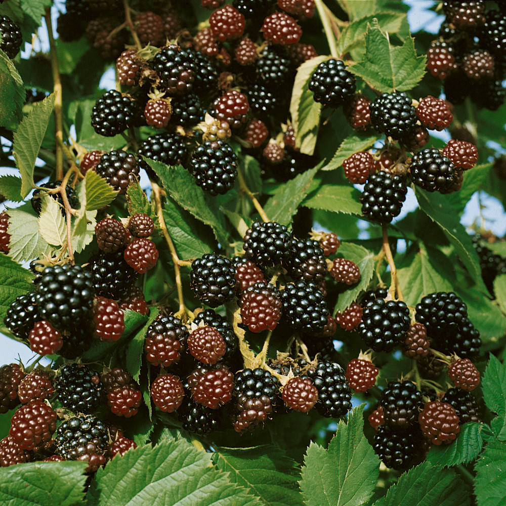 Rubus idaeus ´Bristol´ , Ostružiník maliník černý, 60,80, K12