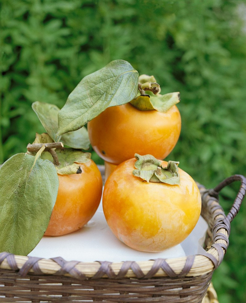 Diospyros kaki ´Ragno´ , Tomel japonský , Hurmi kaki, 120-150 cm, C5