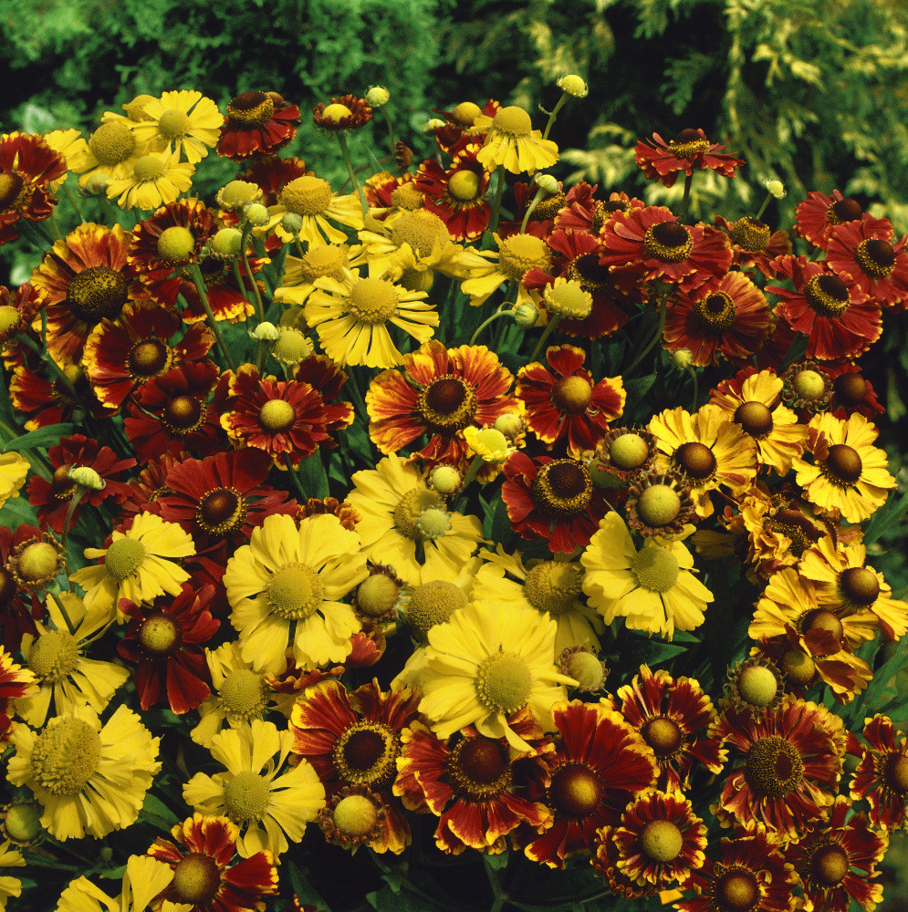 Helenium autumnale ´Red´ , Záplevák podzimní, K9