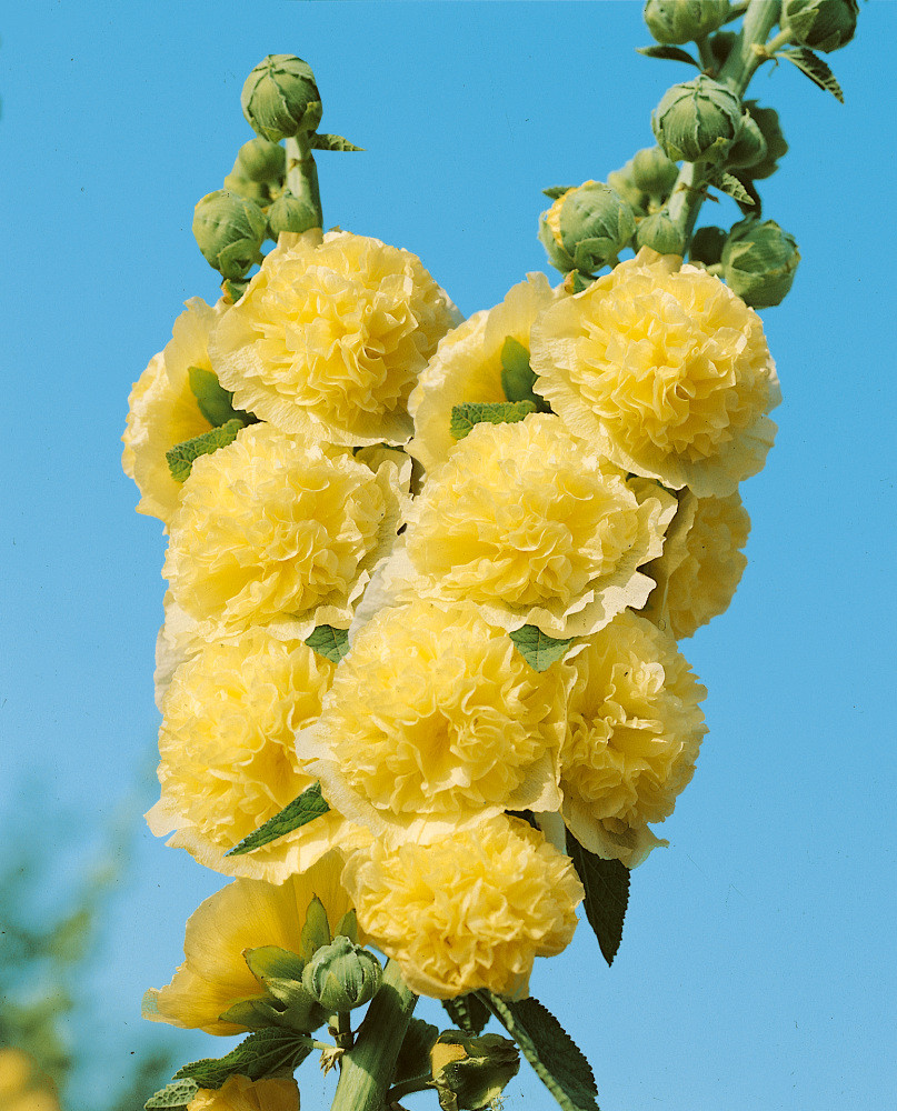 Alcea rosea ´Yellow´ , Topolovka , Slézová růže, bal. 2 ks, I.