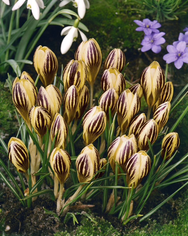 Crocus ´Saturnus´ , Botanický šafrán , Krokus, bal. 15 ks, 5,+