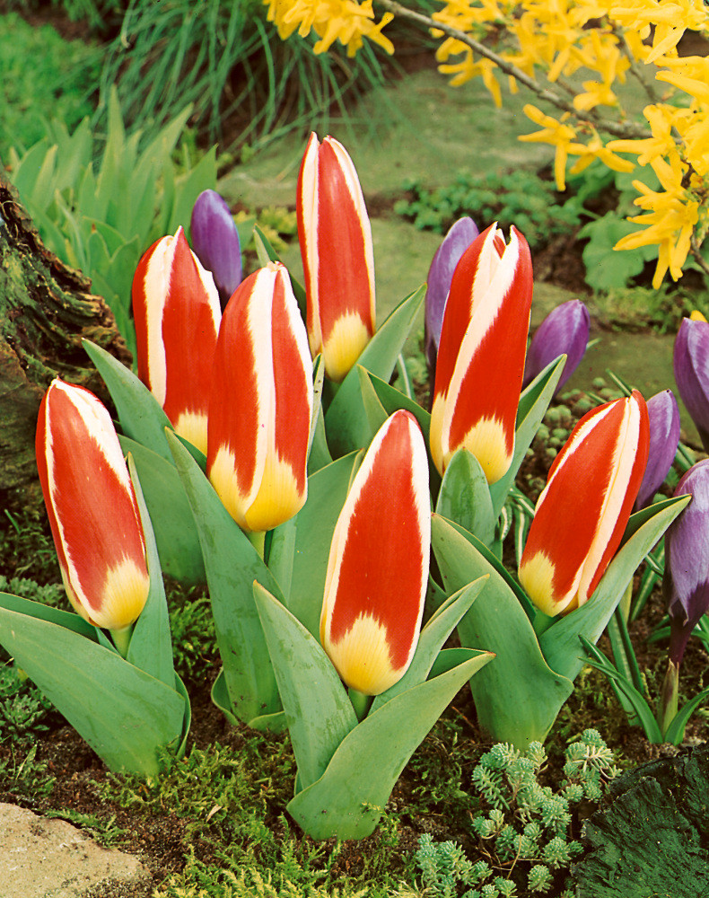 Tulipa ´The First´ , Tulipán, bal. 5 ks, 11,12