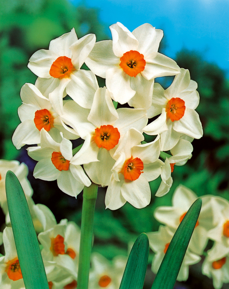 Narcis ´Geranium´, bal. 5 ks, 12,14