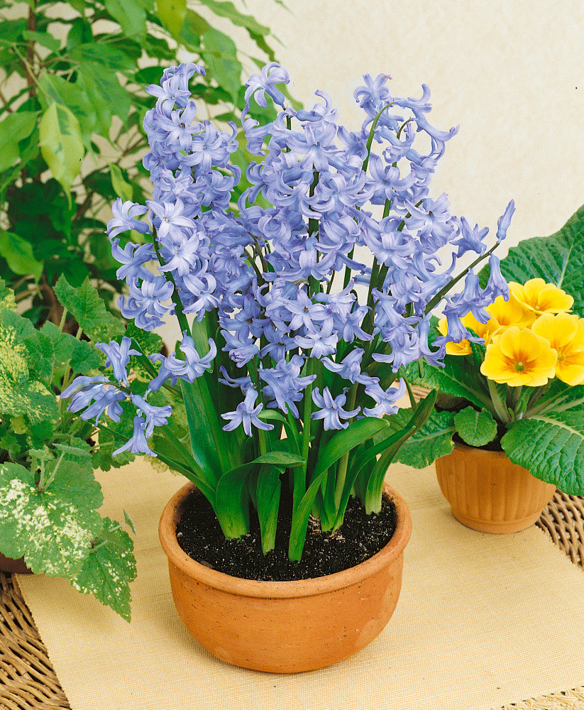 Hyacint ´Multiflora Blue´, I.