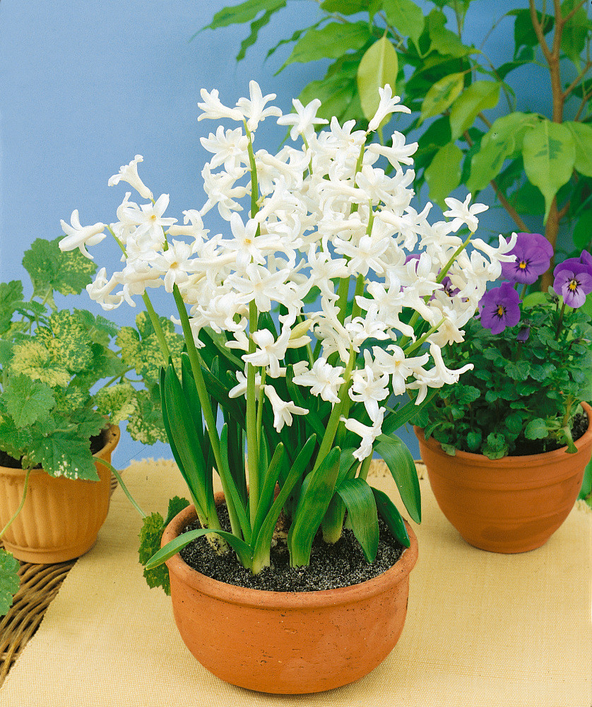 Hyacint ´Multiflora White´, I.