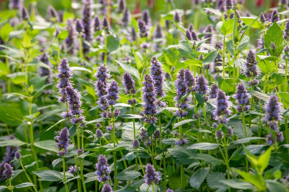 Agastache rugosa ´Blue Fortune´ , Agastache, K9