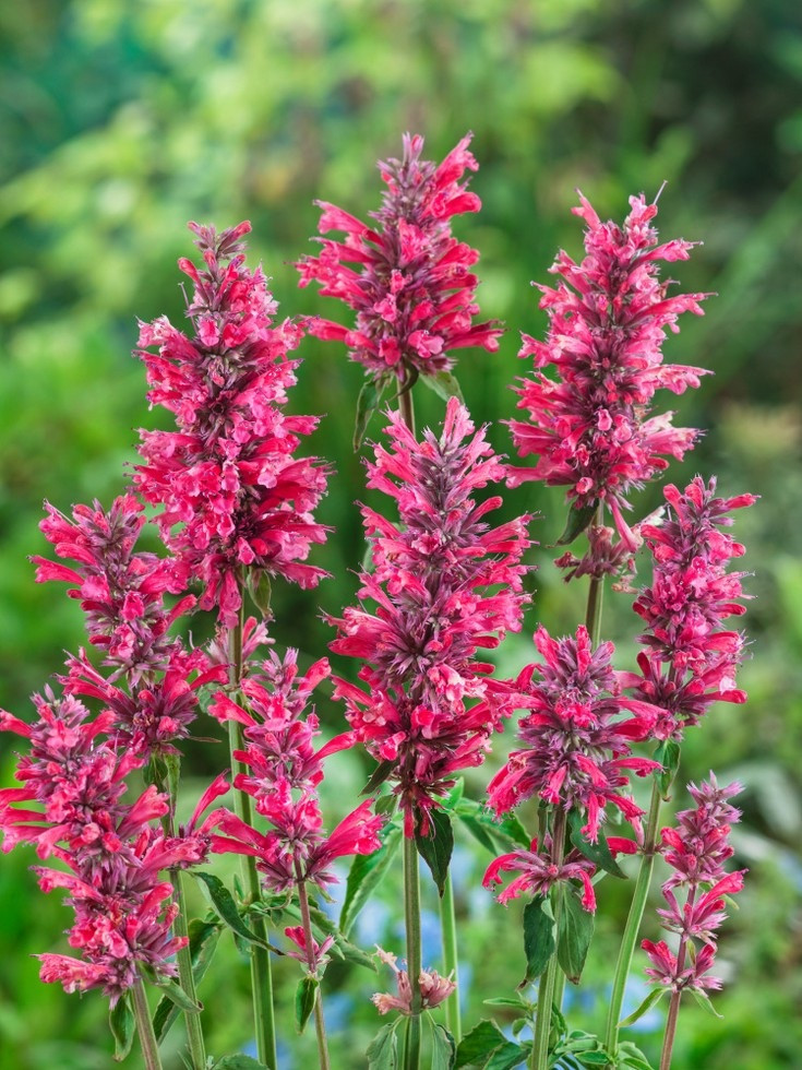 Agastache rugosa ´Red Fortune´ , Agastache, C1