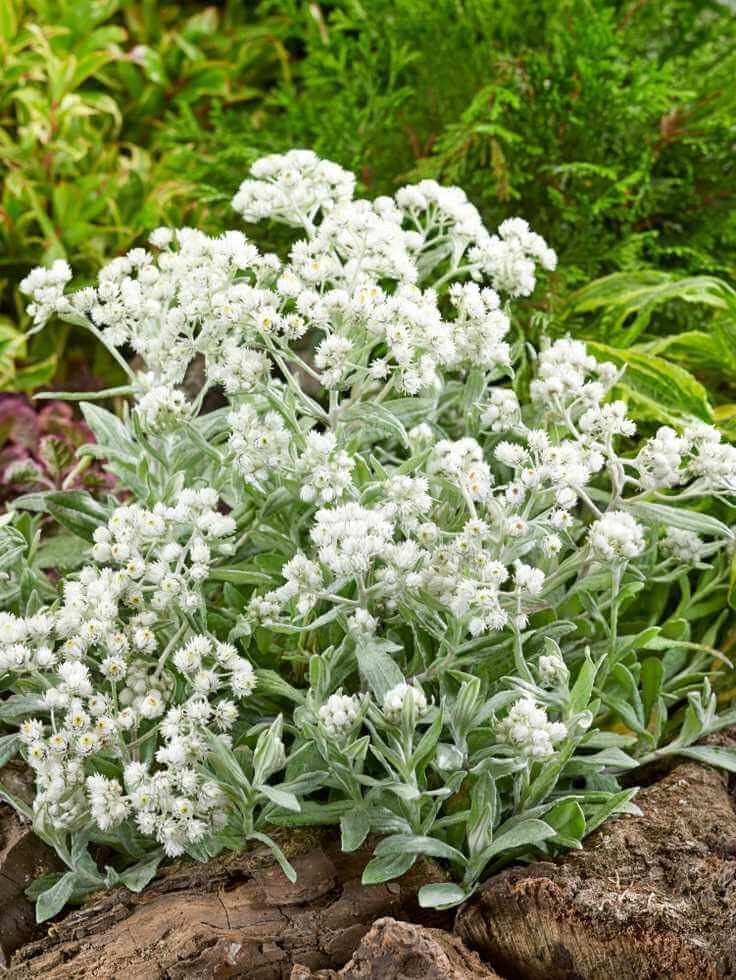 Anaphalis triplinervis ´Sommerschnee´ , plesnivka , K9