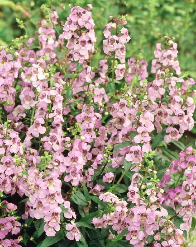 Angelonia ´Alonia®Pink Flirt´ , Angelonie, bal. 6 ks, 6xK7