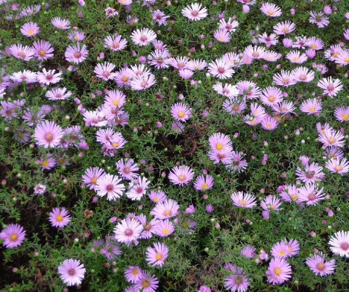 Aster dumosus ´Peter Harrison´ , Astra, K9