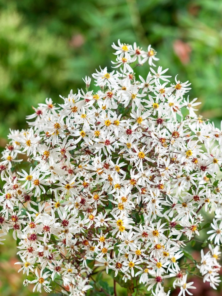 Aster divaricatus 'Eastern Star' , Astra rázsocha , K9