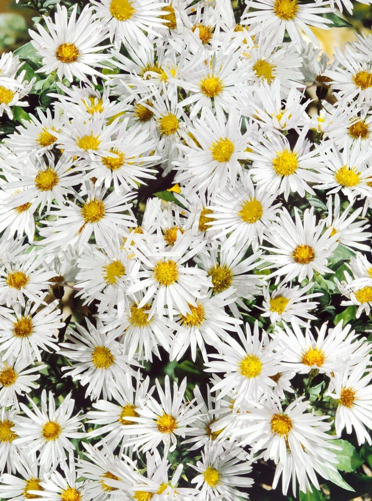Aster dumosus ´Kristina´ , Hvězdnice křovitá , Astra bílá, K9