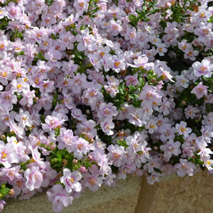 bacopa double pink