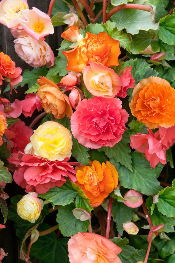 Begonia ´Cascade Odorosa Fragrant Mix , Begónie směs, bal. 3 ks, 5,6