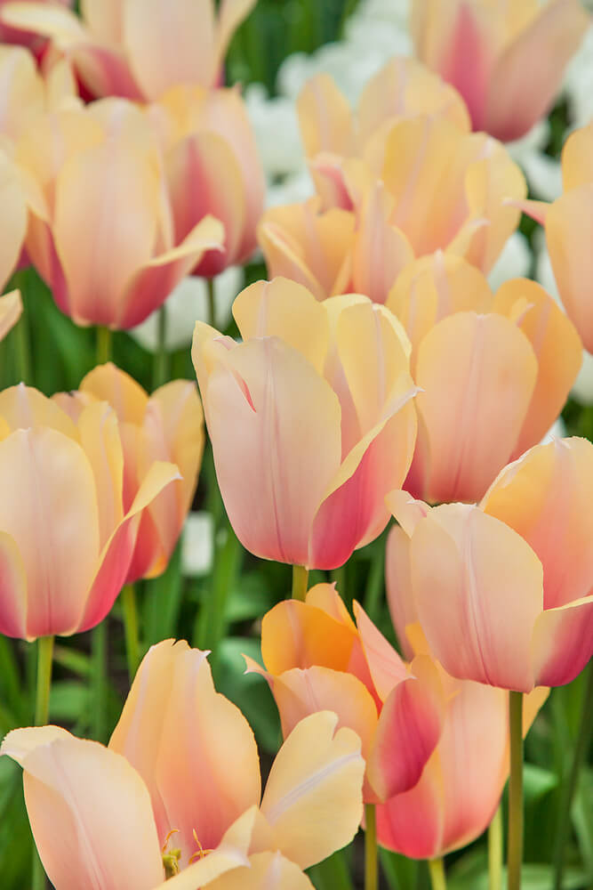 Tulipa ´Blushing Lady´ , Tulipán, bal. 5 ks, 11,12