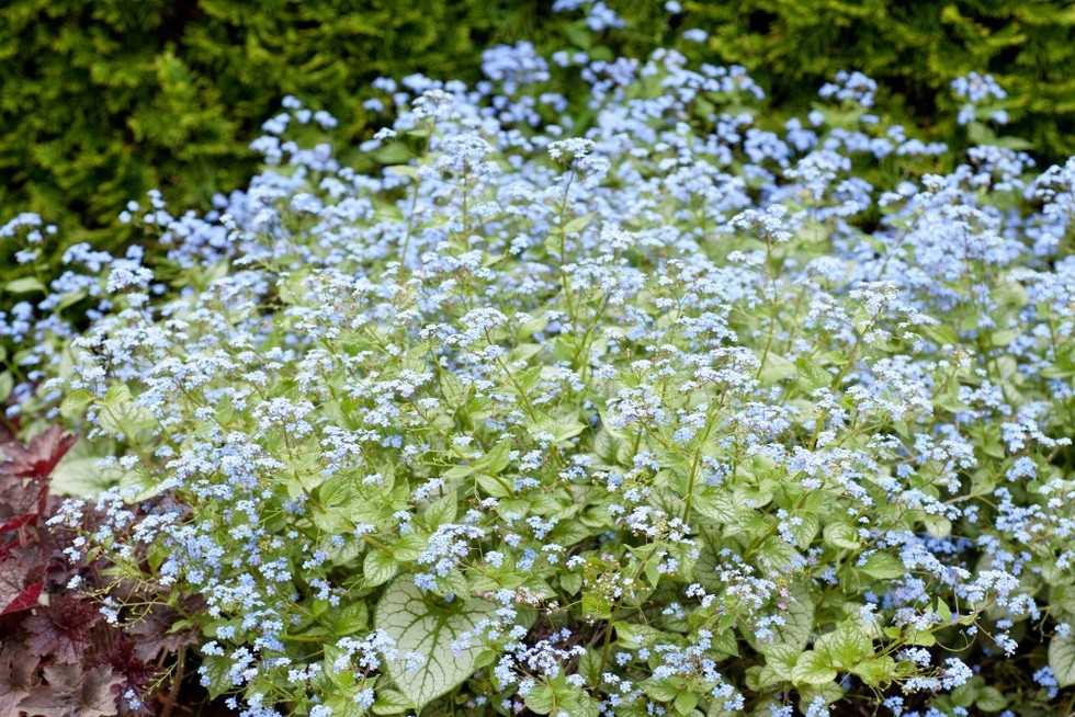Brunnera macrophylla 'Jack Frost' , Poměnkovec, C1