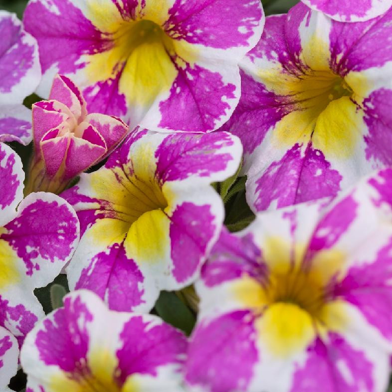 Calibrachoa Candy Shop® Sweet Tarte , Minipetúnie, bal. 3 ks, 3x K7