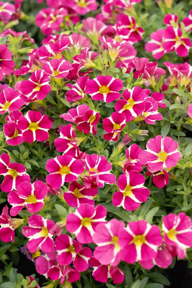 Calibrachoa Candy Shop® Candy Crush , Minipetúnie, K7