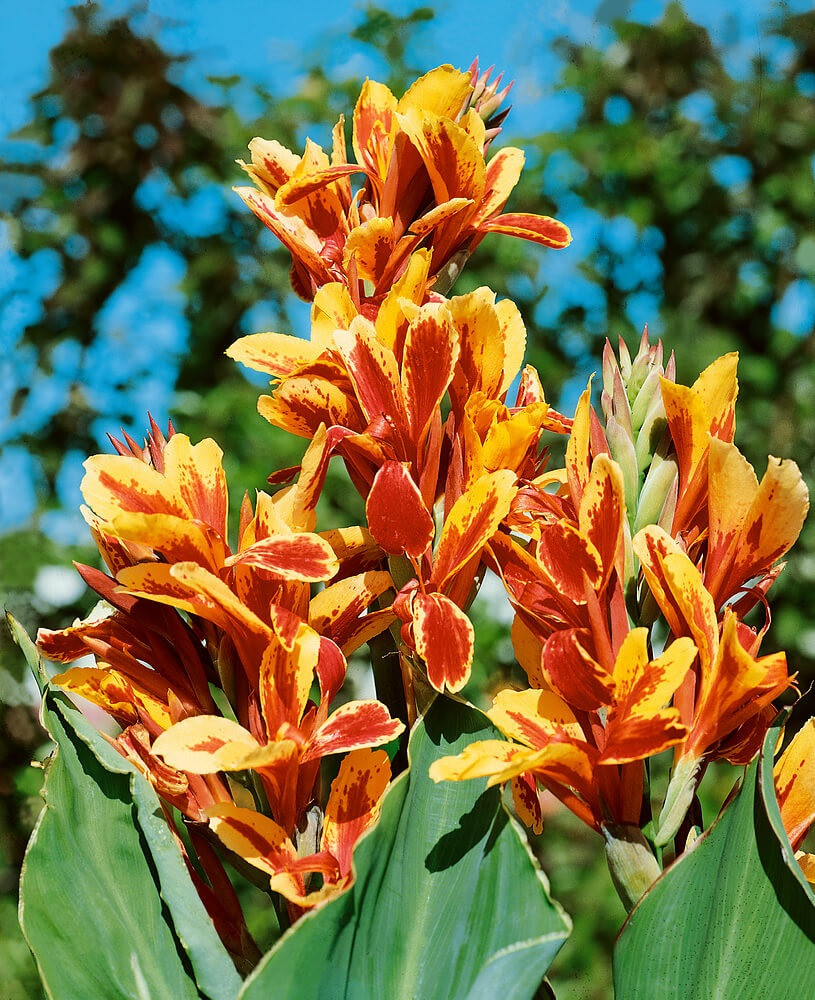 Canna indica mini ´Lucifer´ , Dosna, I.