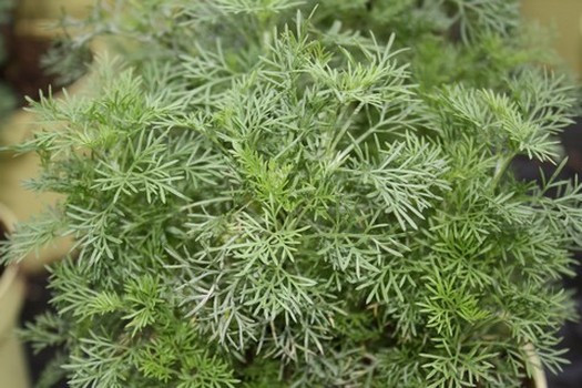 BIO Artemisia abrotanum var. Maritima , Cola bylinka, K12